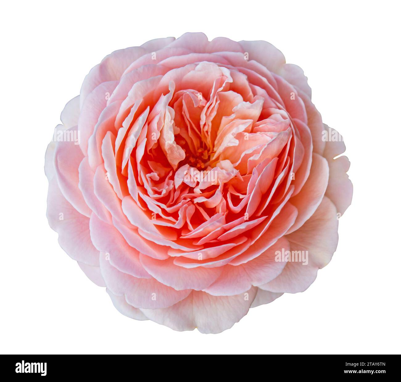 Pink English rose of David Austin isolated on white background with ...