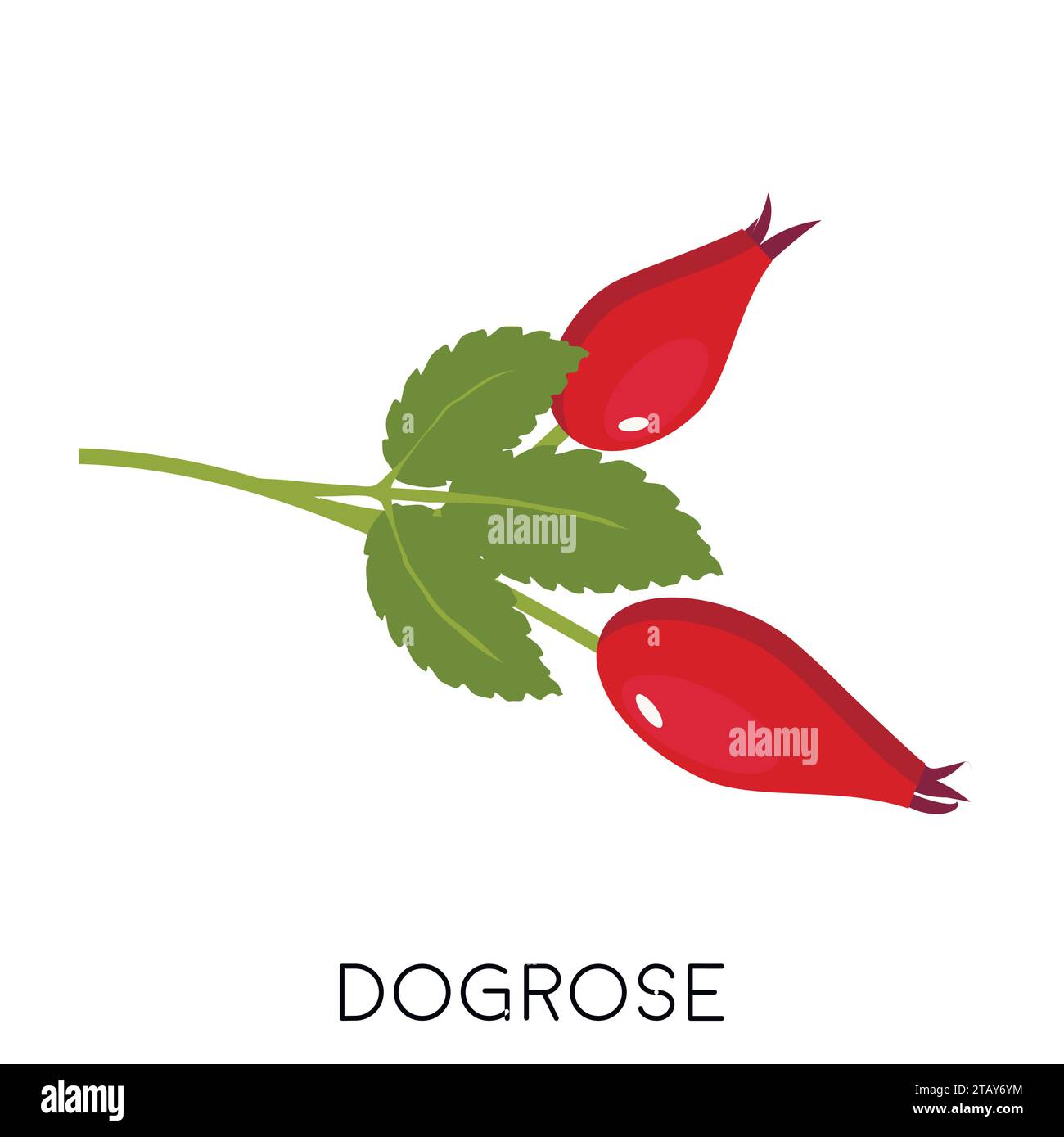 Summer delicious green rose Stock Vector Images - Alamy