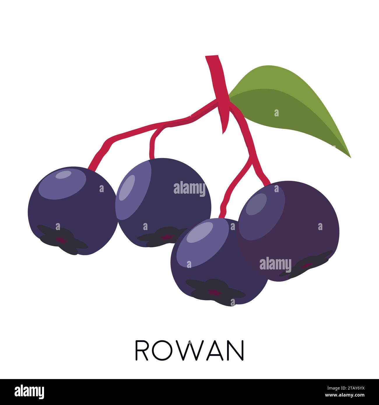 Black rowan berry flat icon isolated on white background. Healthy fruit ...