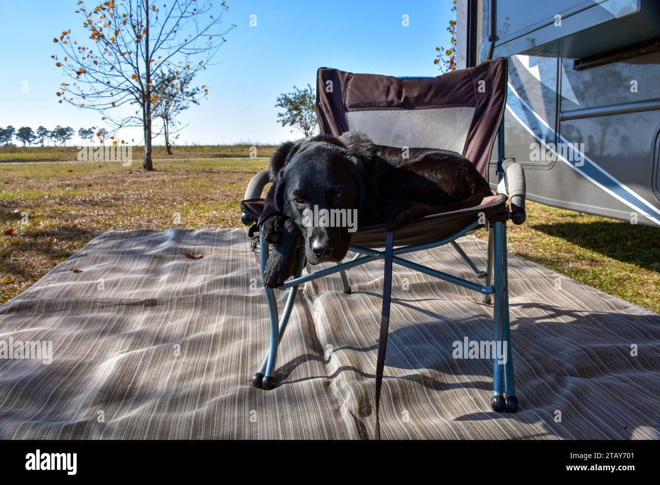 Concept of travel with pets as a black lab relaxes in a chair at his ...