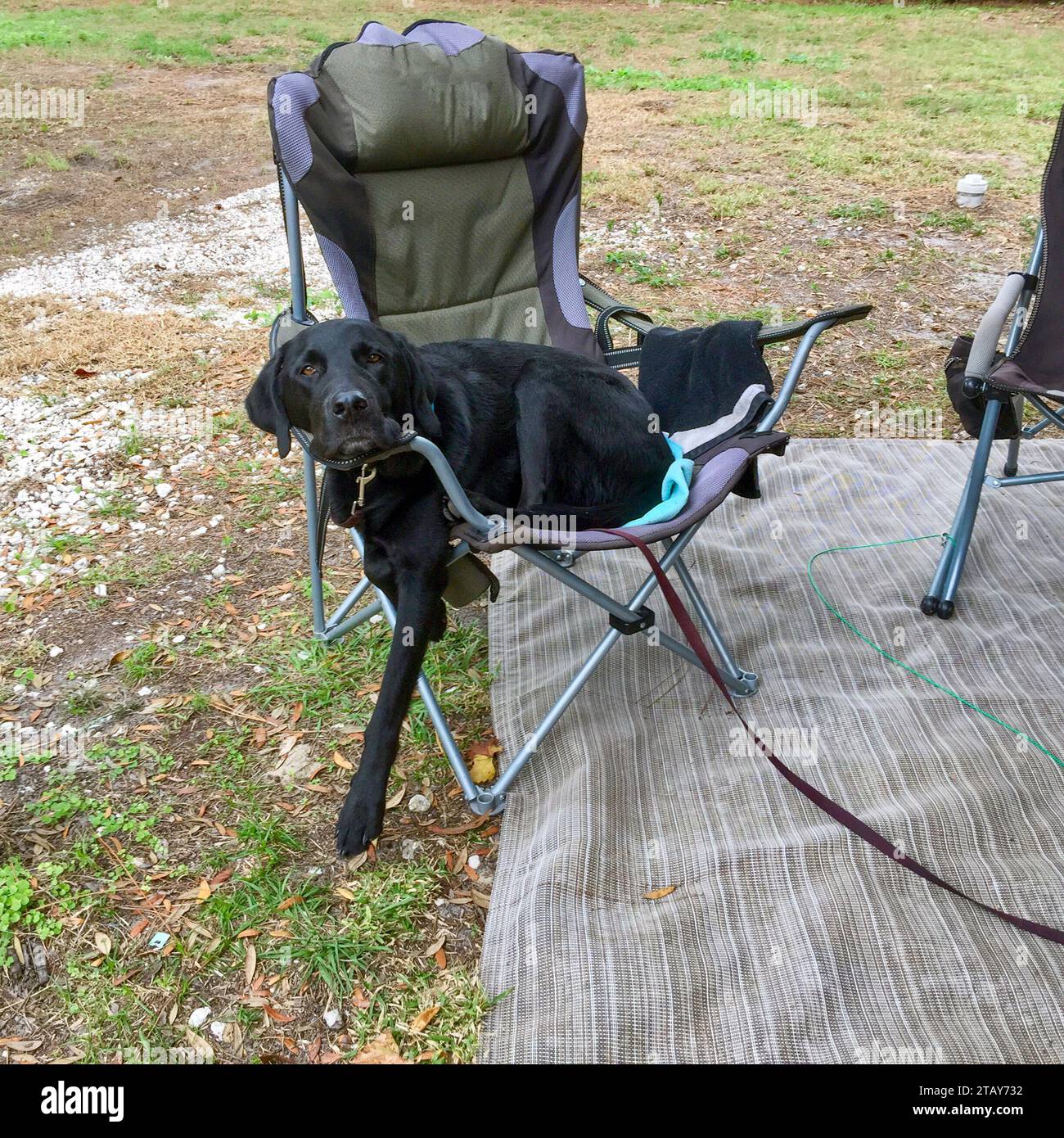 Labrador retriever in chair hi-res stock photography and images - Alamy