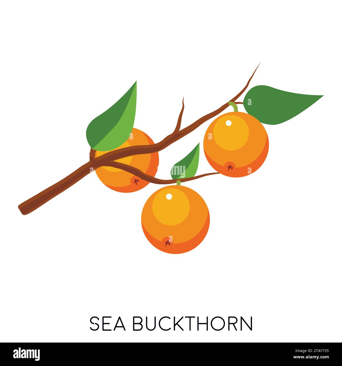 Sea buckthorn branch icon Stock Vector Images - Alamy