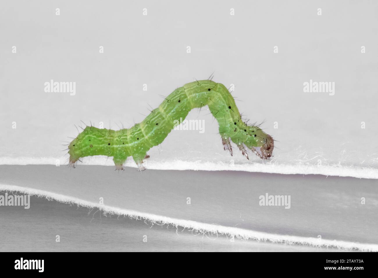 Close up of a green caterpillar hi-res stock photography and images - Alamy