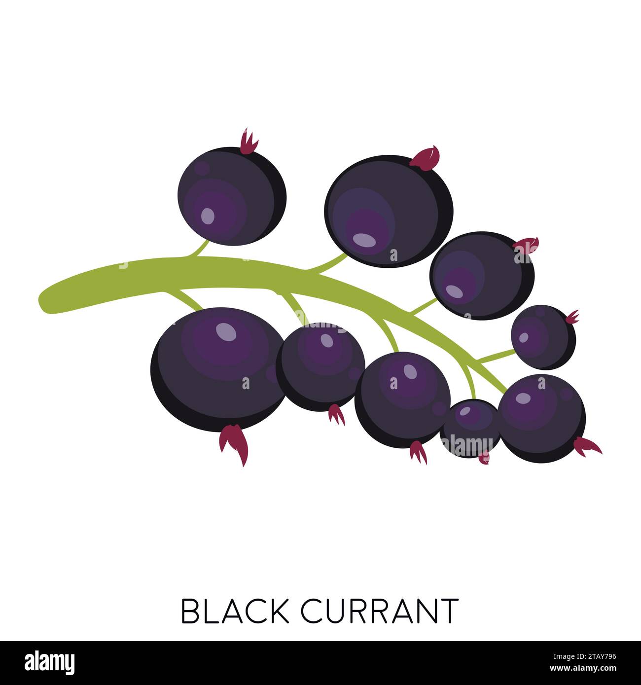 Black currant background Stock Vector Images - Alamy