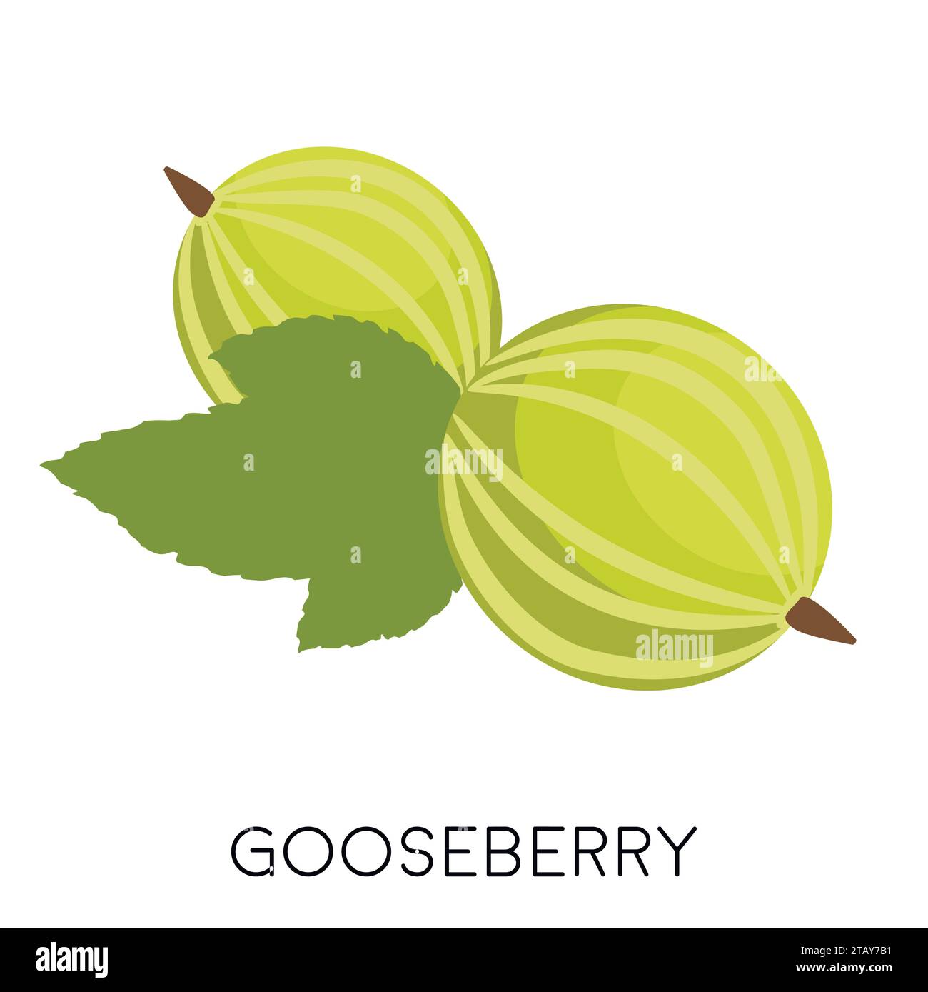 Green gooseberry garden fruit Stock Vector Images - Alamy