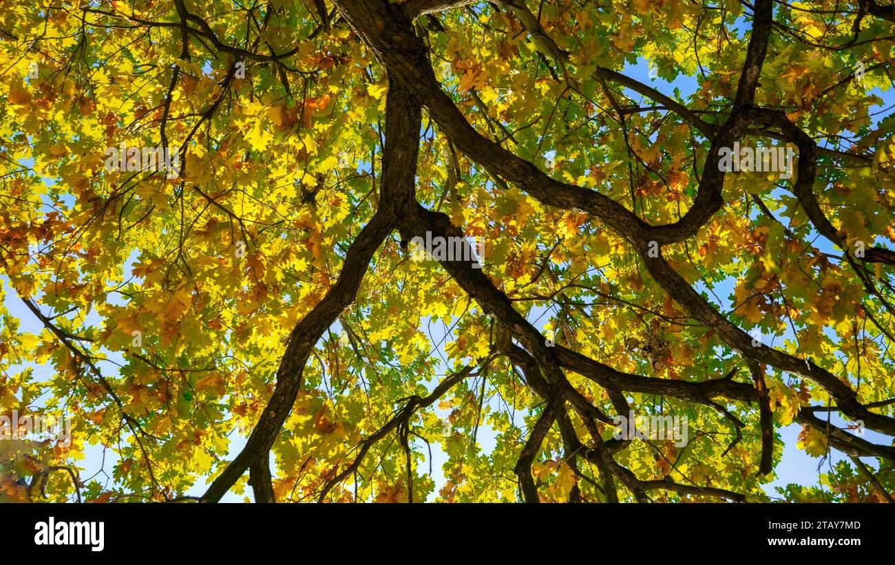 Dolly golden hi-res stock photography and images - Alamy