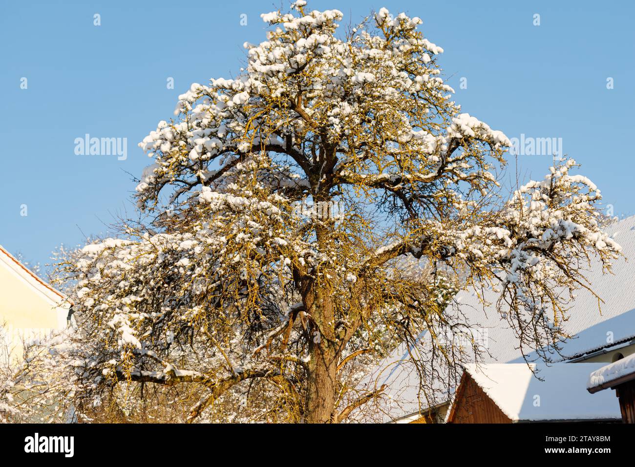 Pear tree with snow hi-res stock photography and images - Alamy