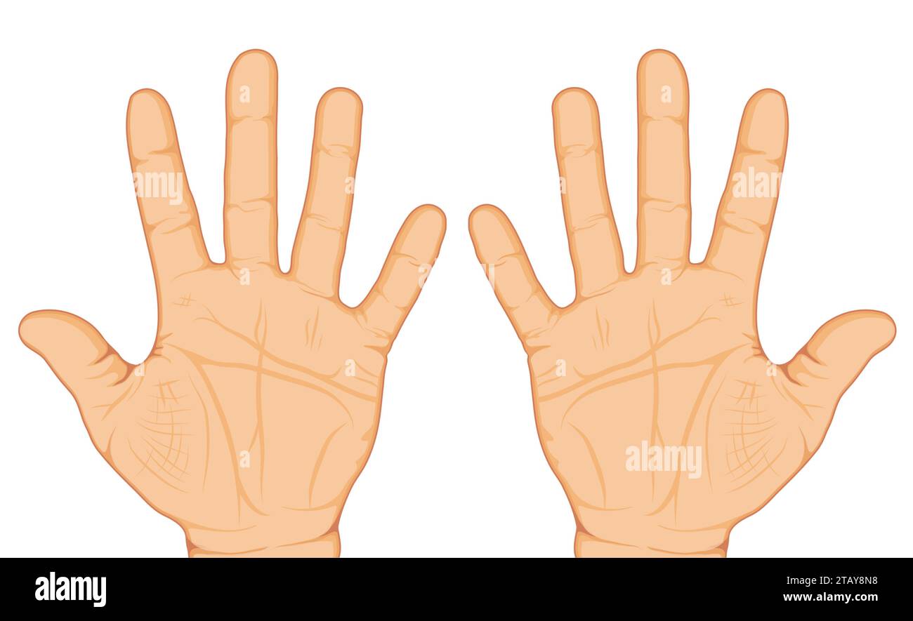 Two opened palms of the hands isolated on white background. Vector ...