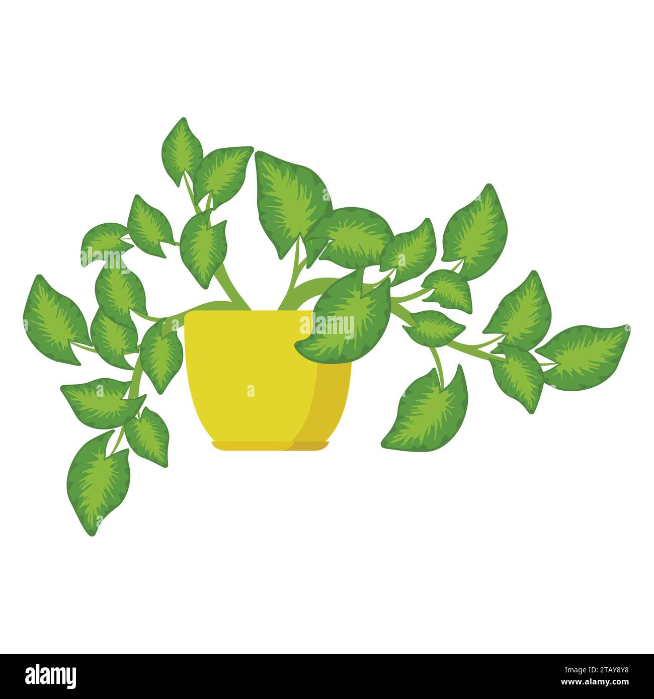 Syngonium leaf Stock Vector Images - Alamy