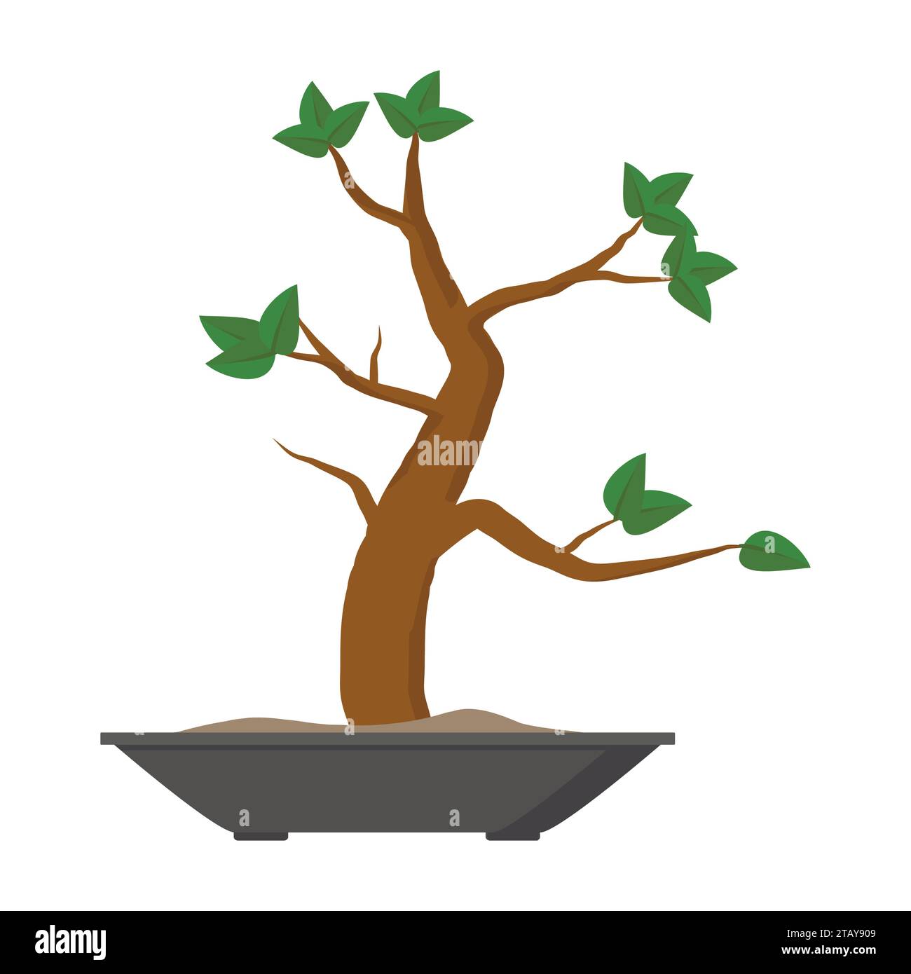 Bonsai decorative small tree growing in container. Japanese tree ...