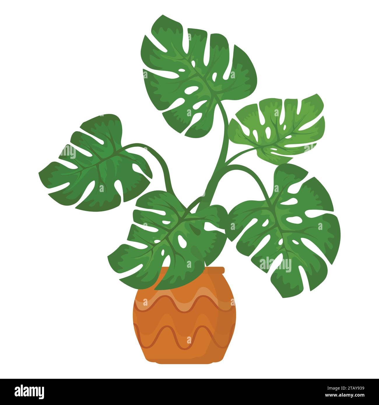 Monstera plant in pot on white background. Decorative indoor houseplant ...