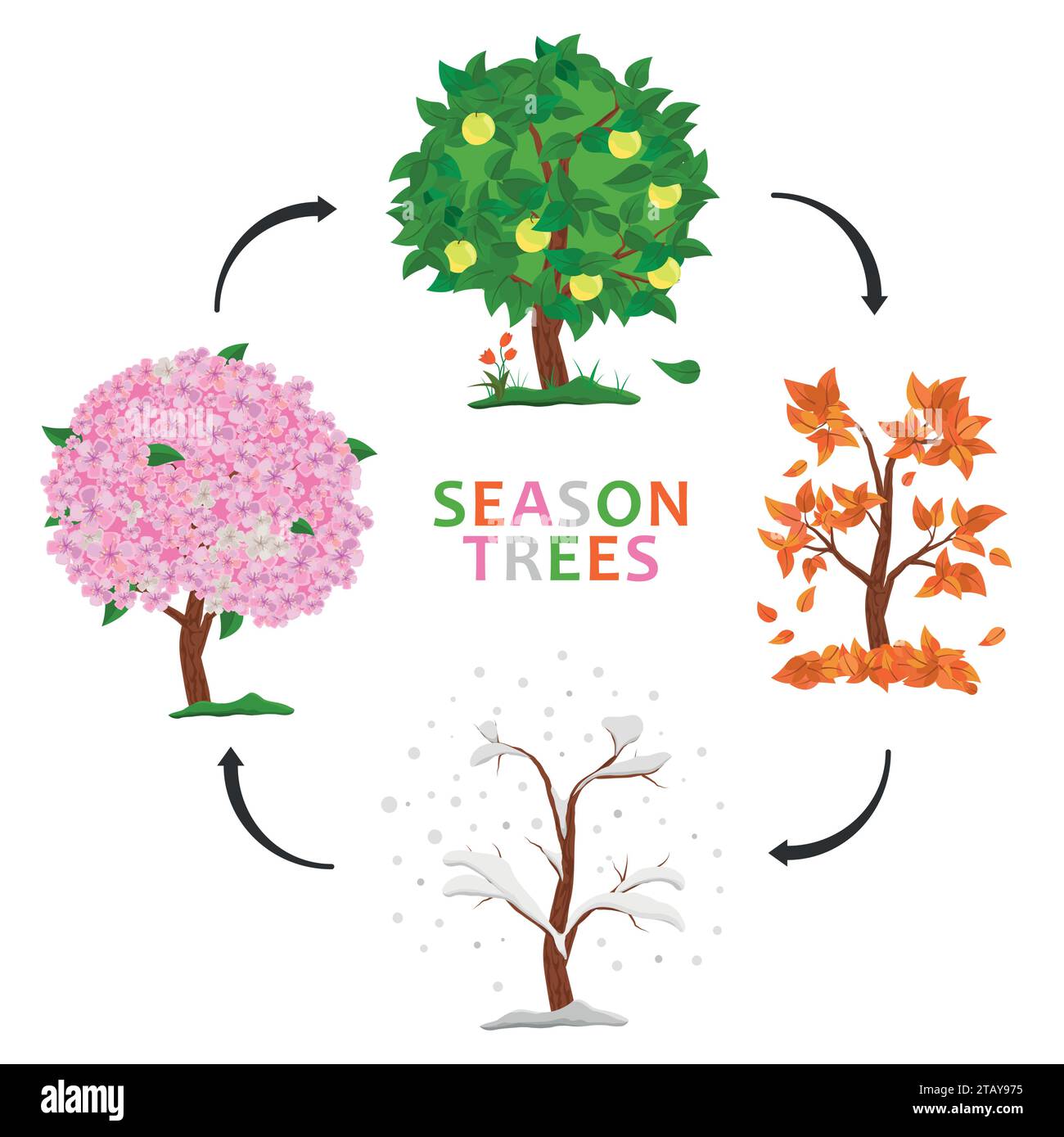 Tree in four seasons - spring, summer, autumn, winter. Collection of ...