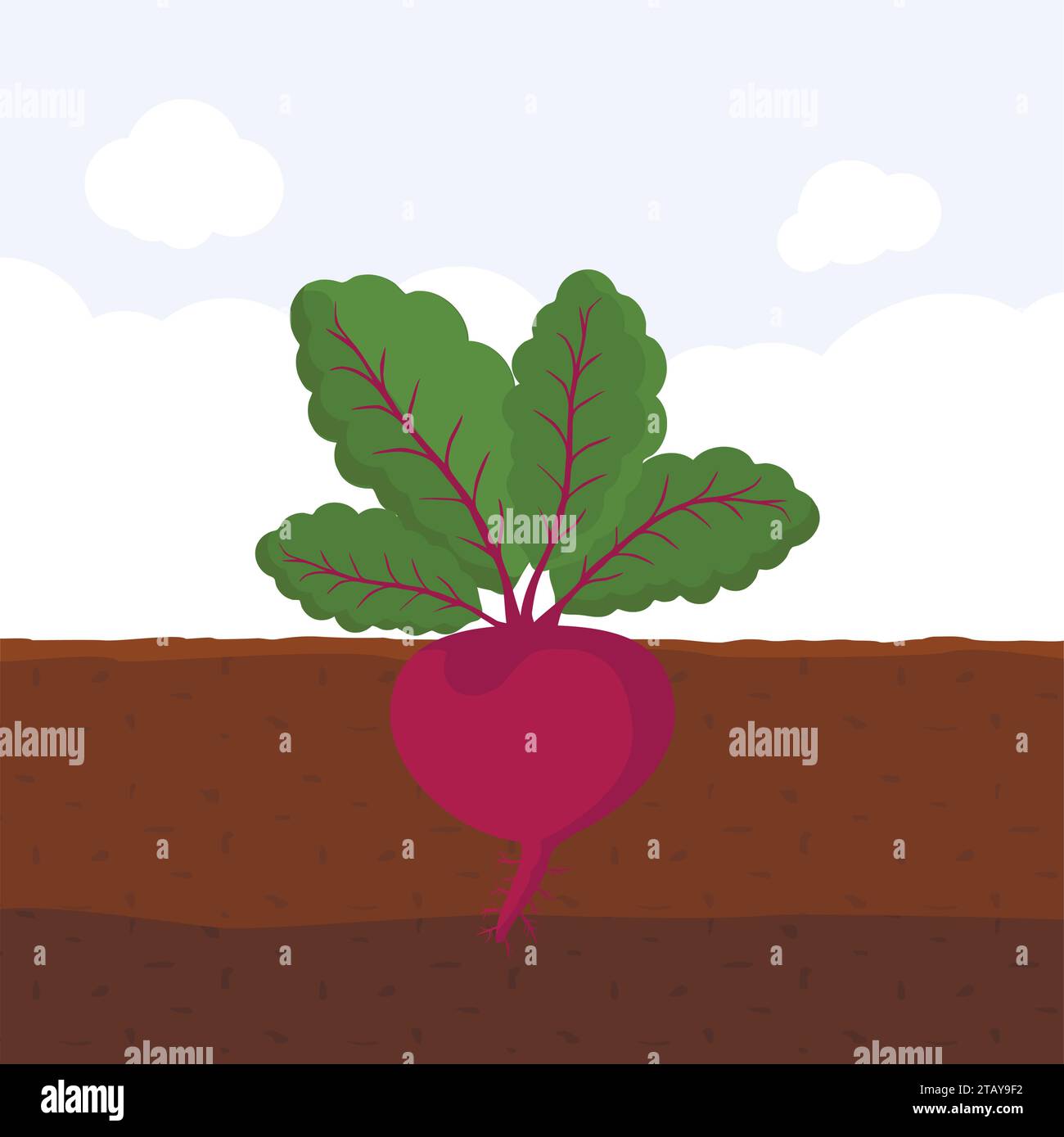 Purple top plant Stock Vector Images - Alamy