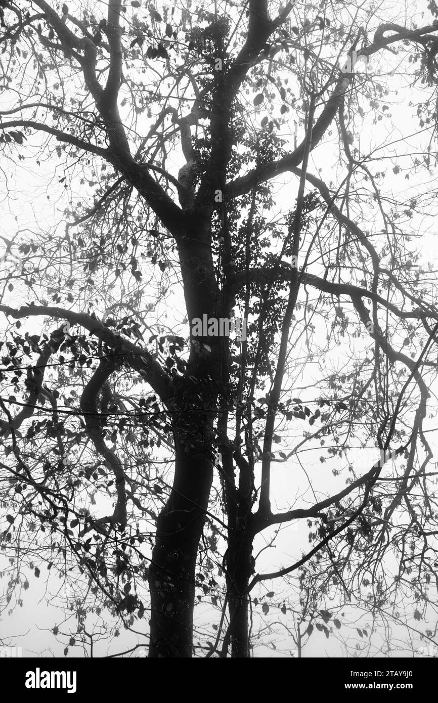 Tree profile hi-res stock photography and images - Alamy