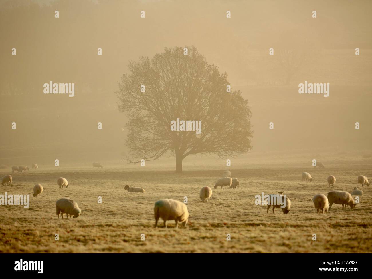 Valley mist trees and sheep Stock Photo - Alamy
