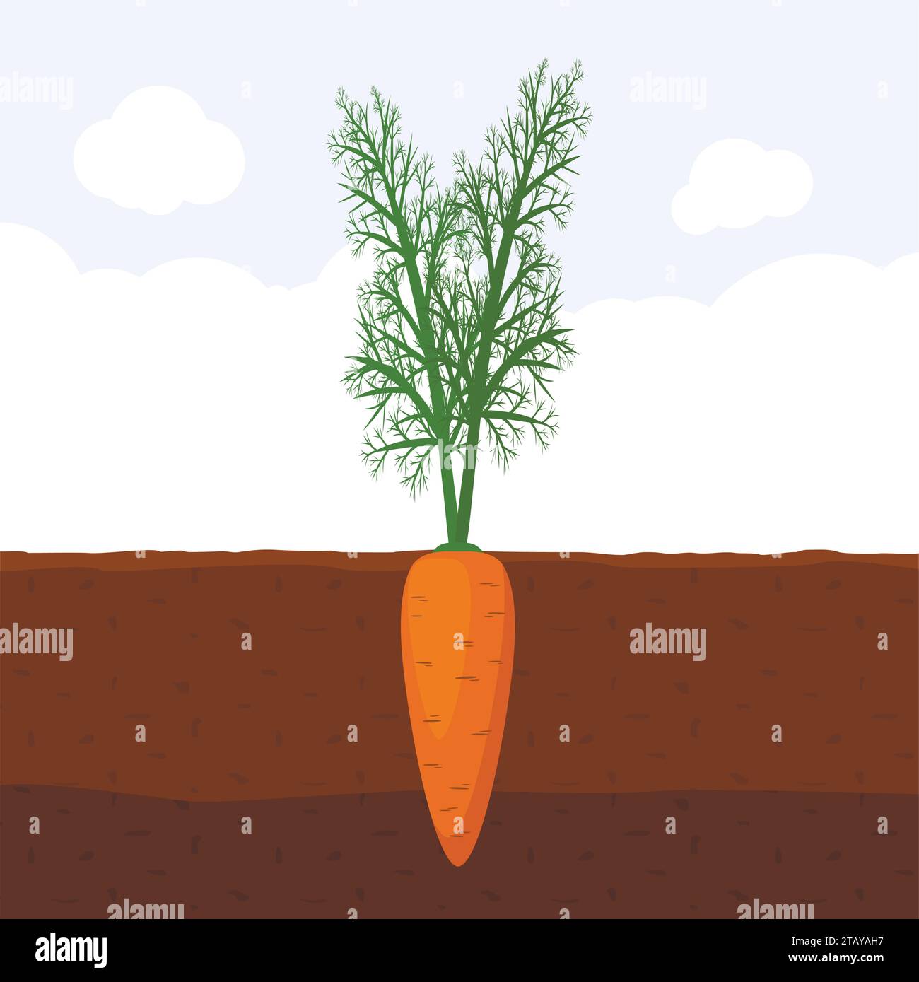 Carrot with green sprout on top in soil, Fresh organic vegetable garden ...
