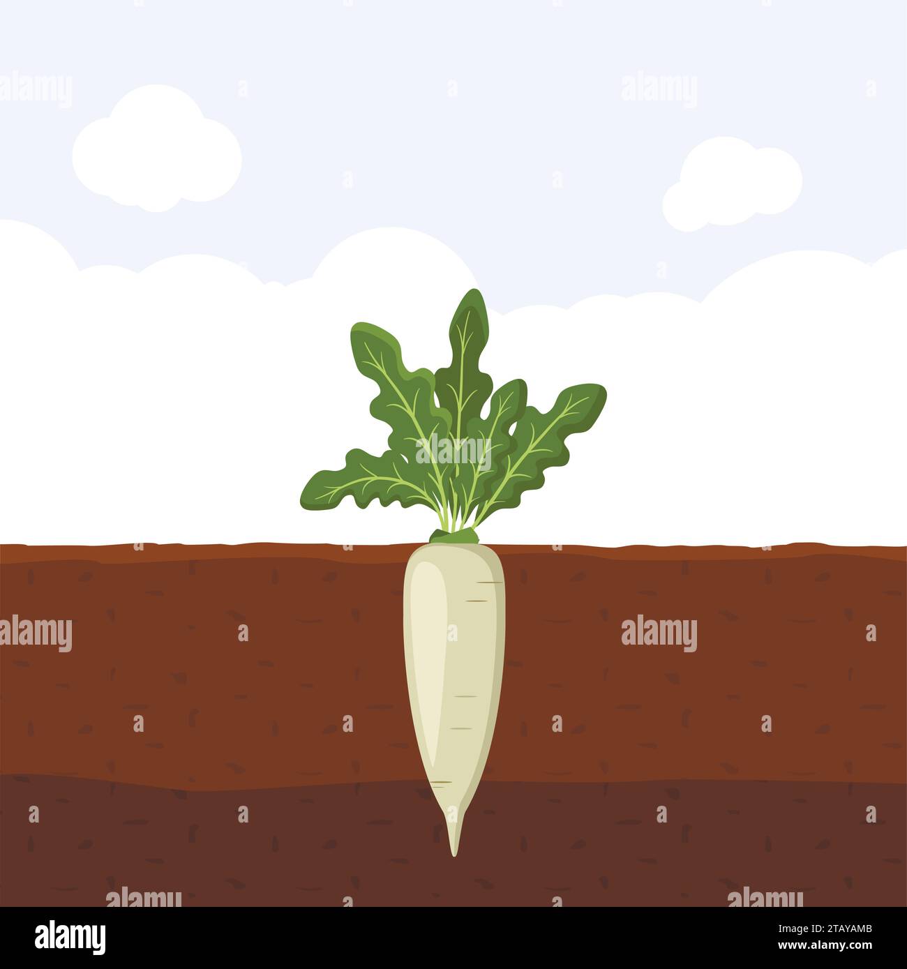 Daikon Japan radish with green leaves on top in soil, Fresh organic ...