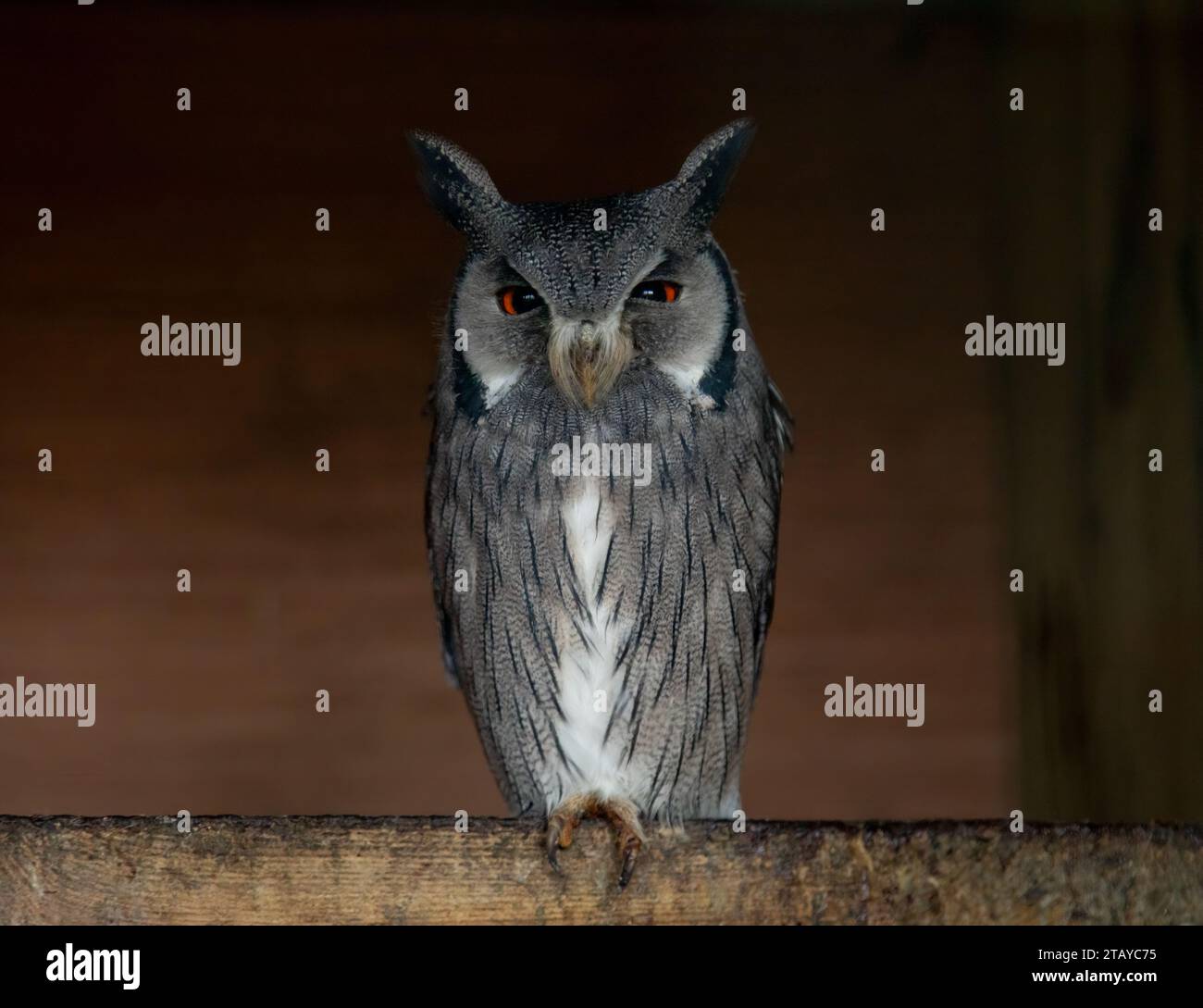Red eyes hi-res stock photography and images - Alamy