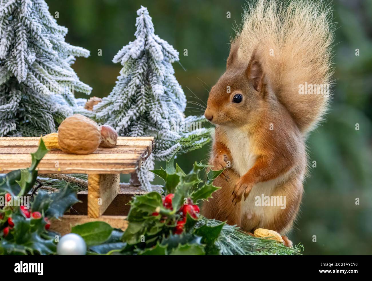 Curious little scottish red squirrel in the woodland in Christmas scene ...