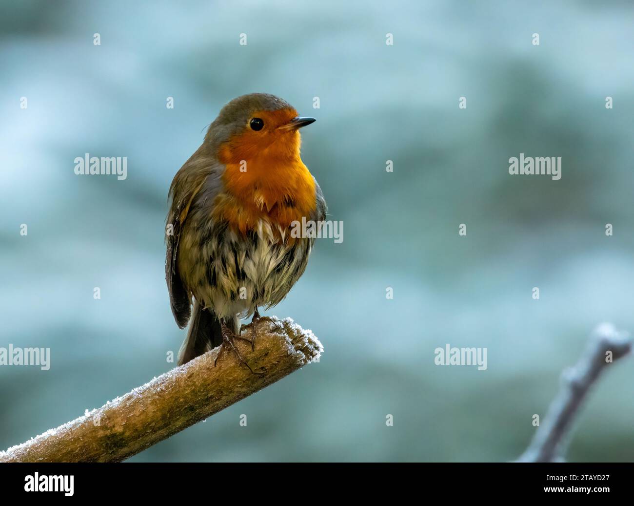 Robin winter scene hi-res stock photography and images - Alamy