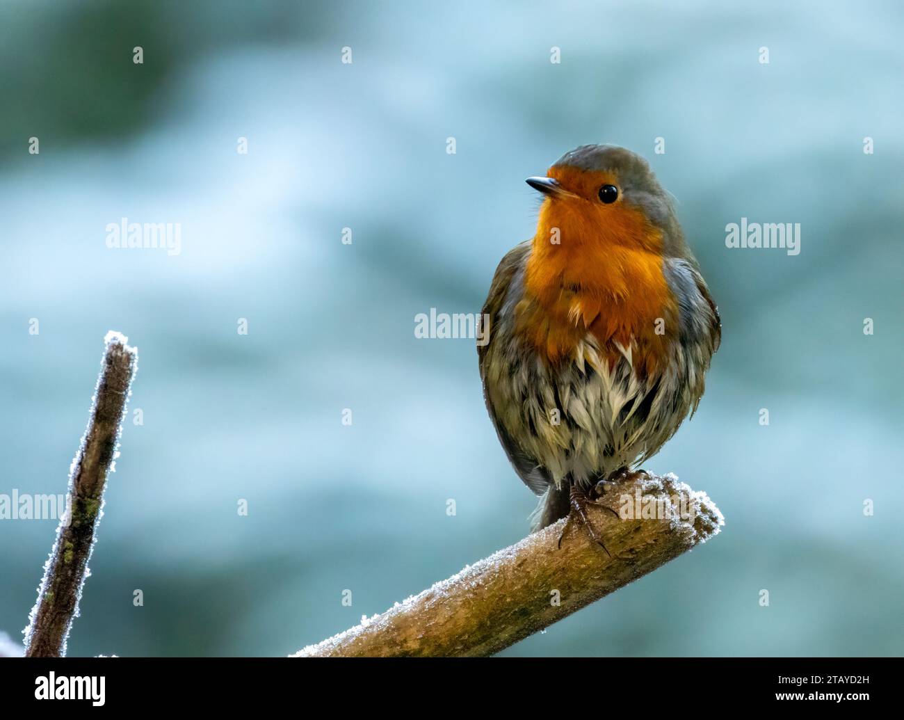 Robin winter scene hi-res stock photography and images - Alamy