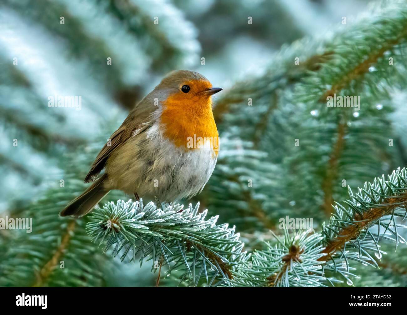 Robin winter scene hi-res stock photography and images - Alamy