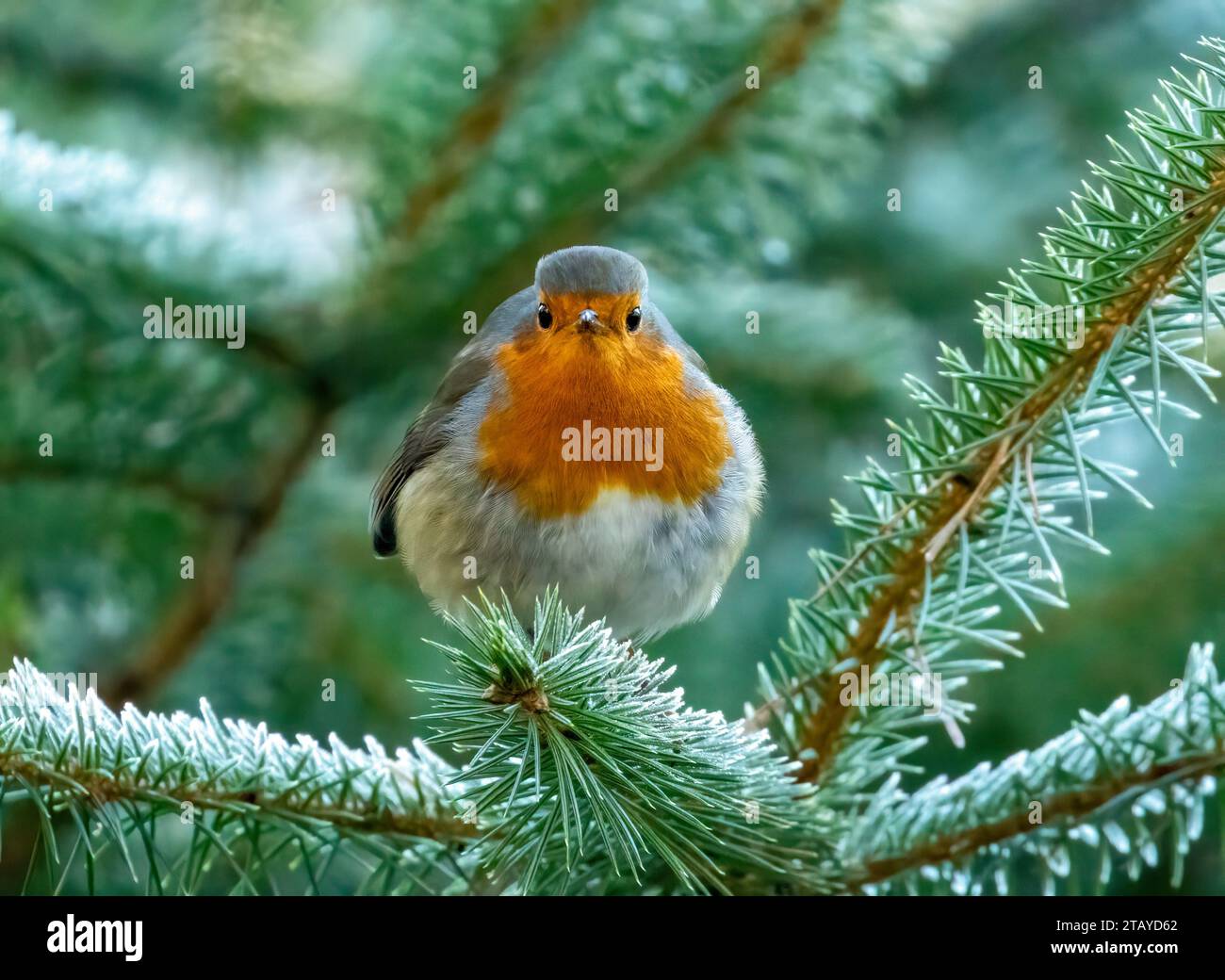 Robin winter scene hi-res stock photography and images - Alamy