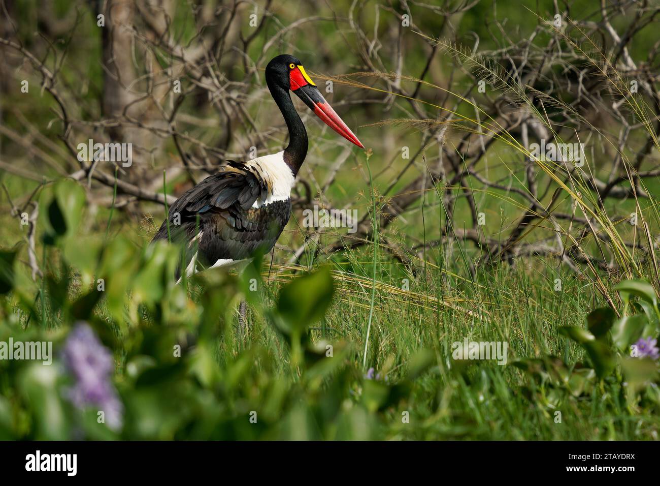Saddle-billed Stork - Ephippiorhynchus senegalensis or saddlebill ...
