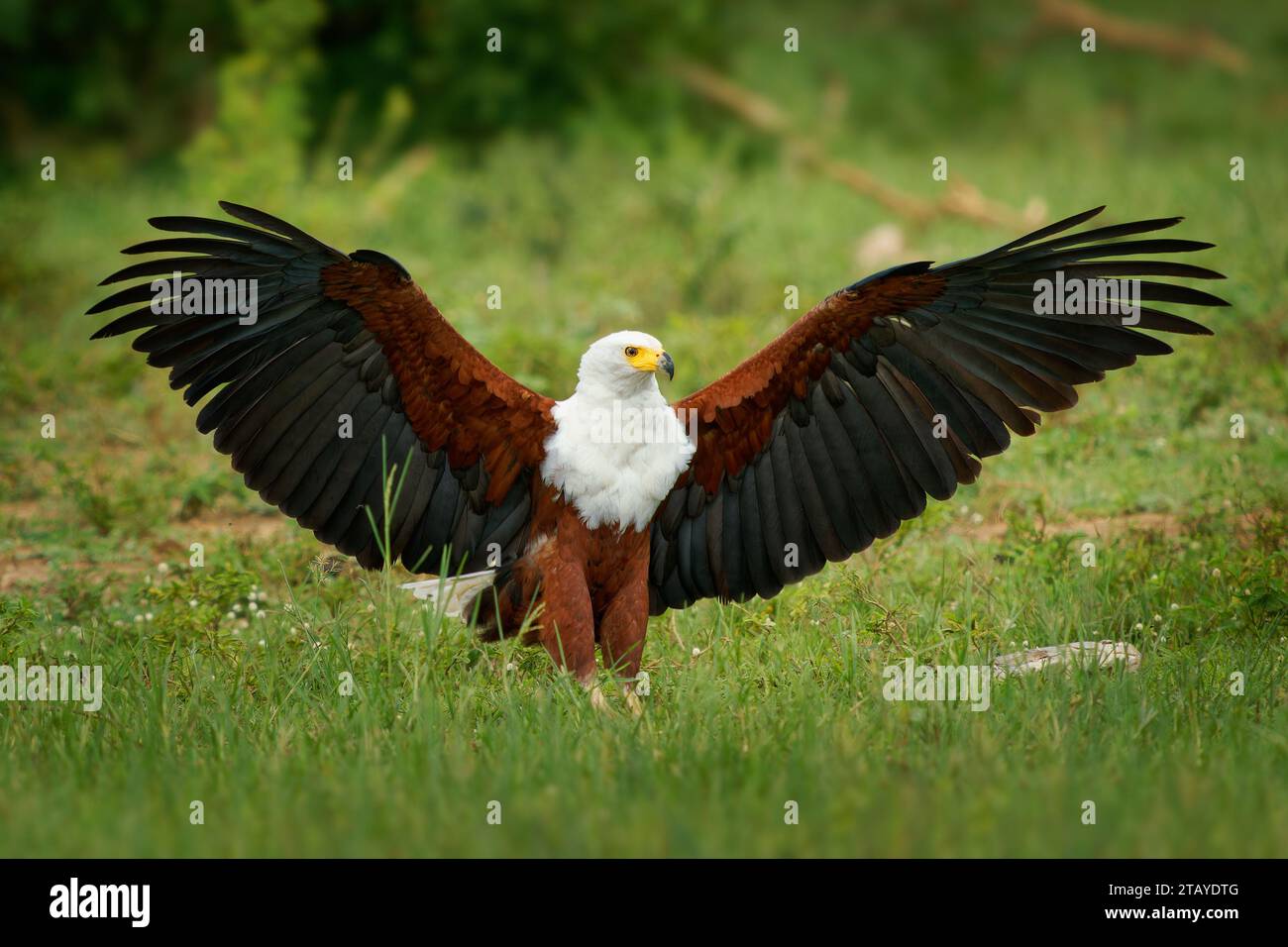 African fishing eagle hi-res stock photography and images - Alamy