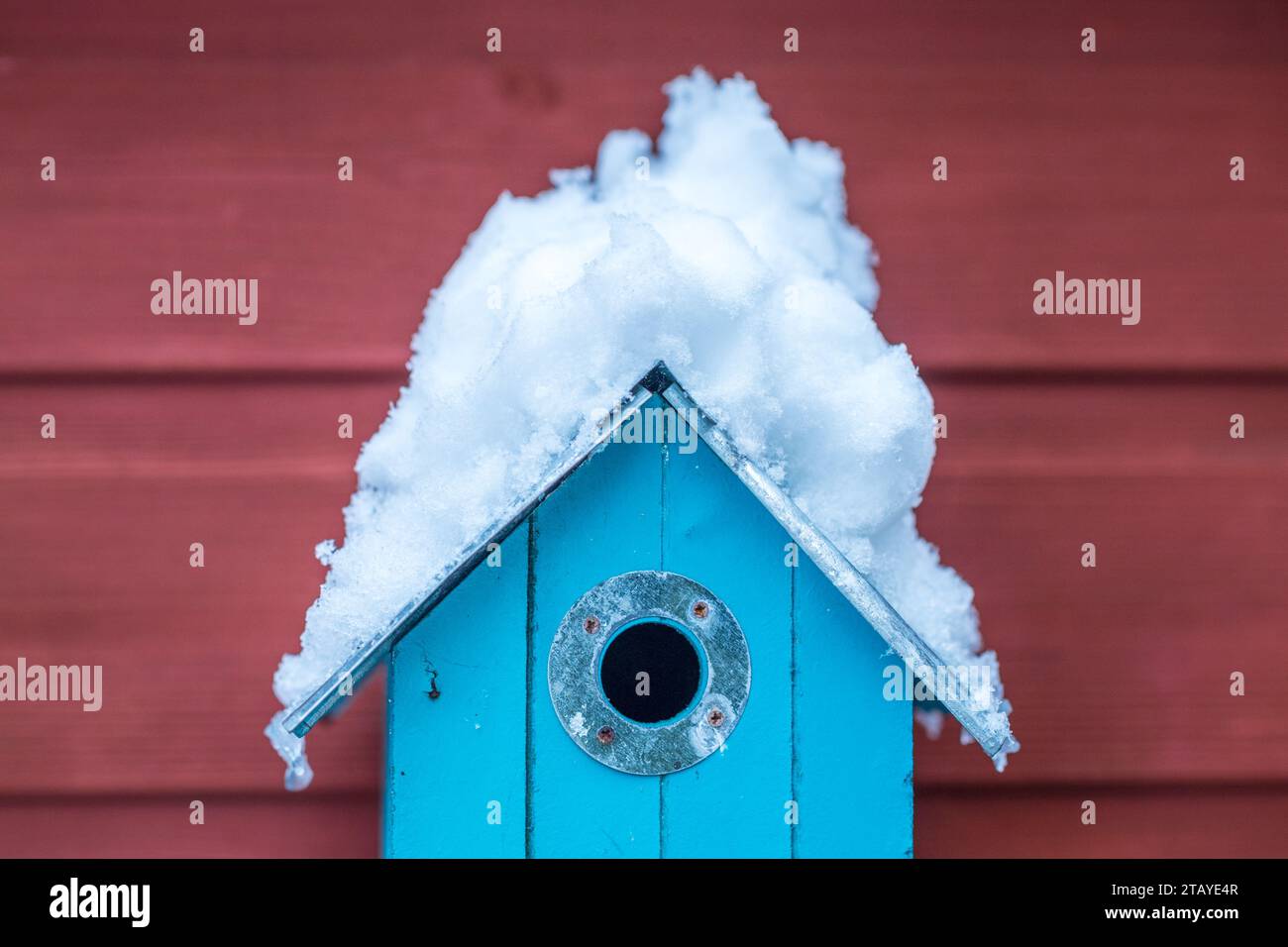 Light painted blue bird box covered with snow Stock Photo - Alamy