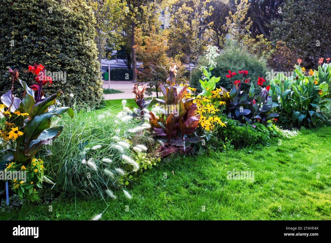 Red Canna flowers (canna lily) , white nikotiana sylvestris flowers ...