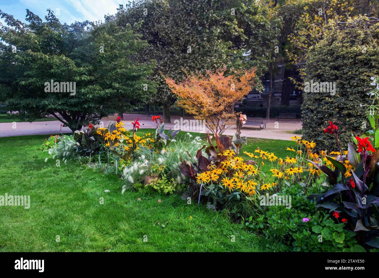 Red Canna flowers (canna lily) , white nikotiana sylvestris flowers ...