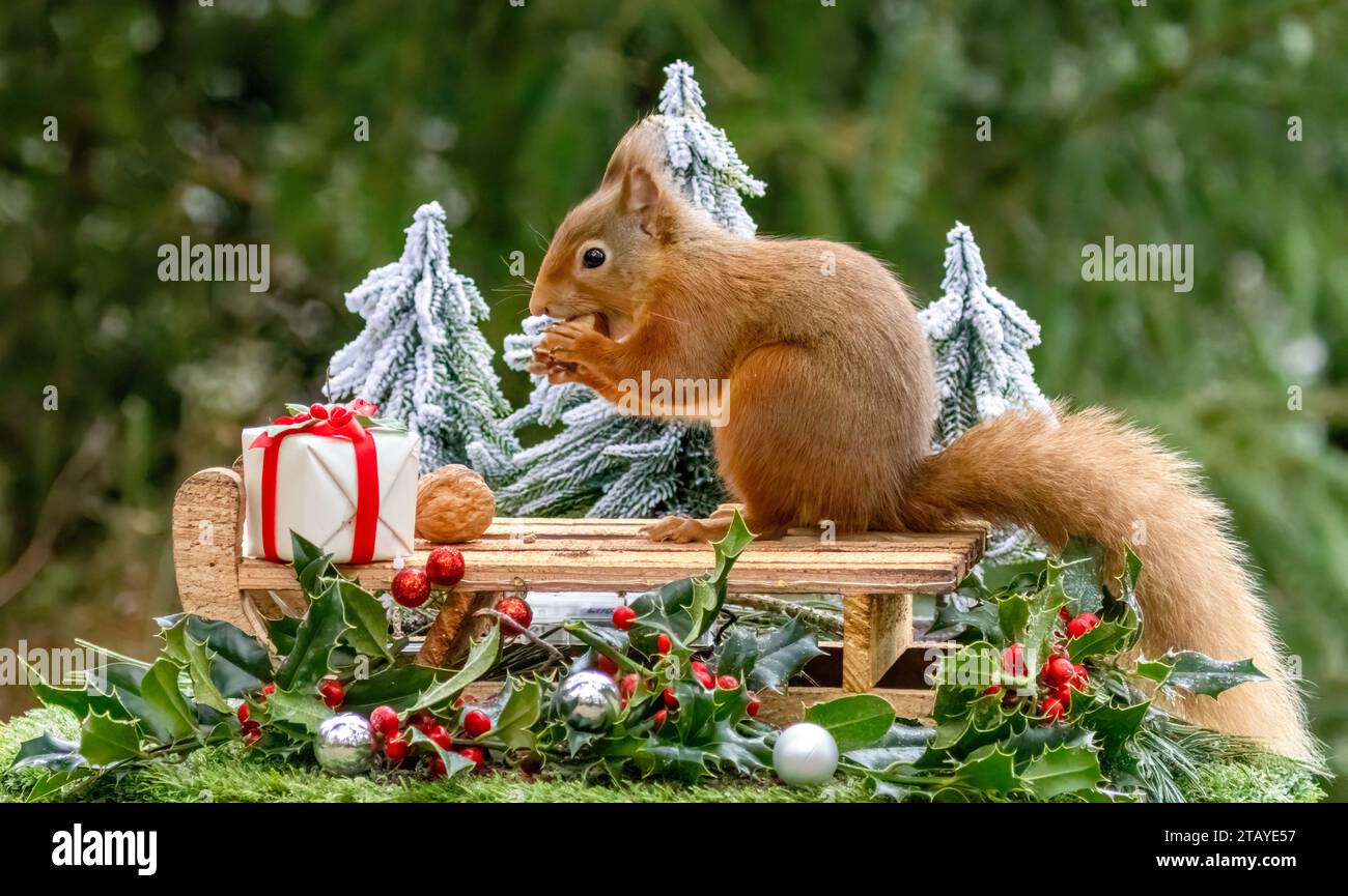 Cute little scottish red squirrel sitting on Santa's sleigh in ...