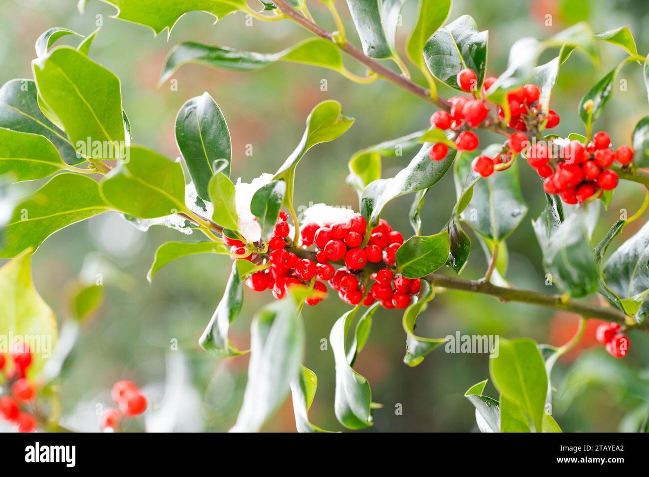 Holly ilex aquifolium ripe hi-res stock photography and images - Alamy