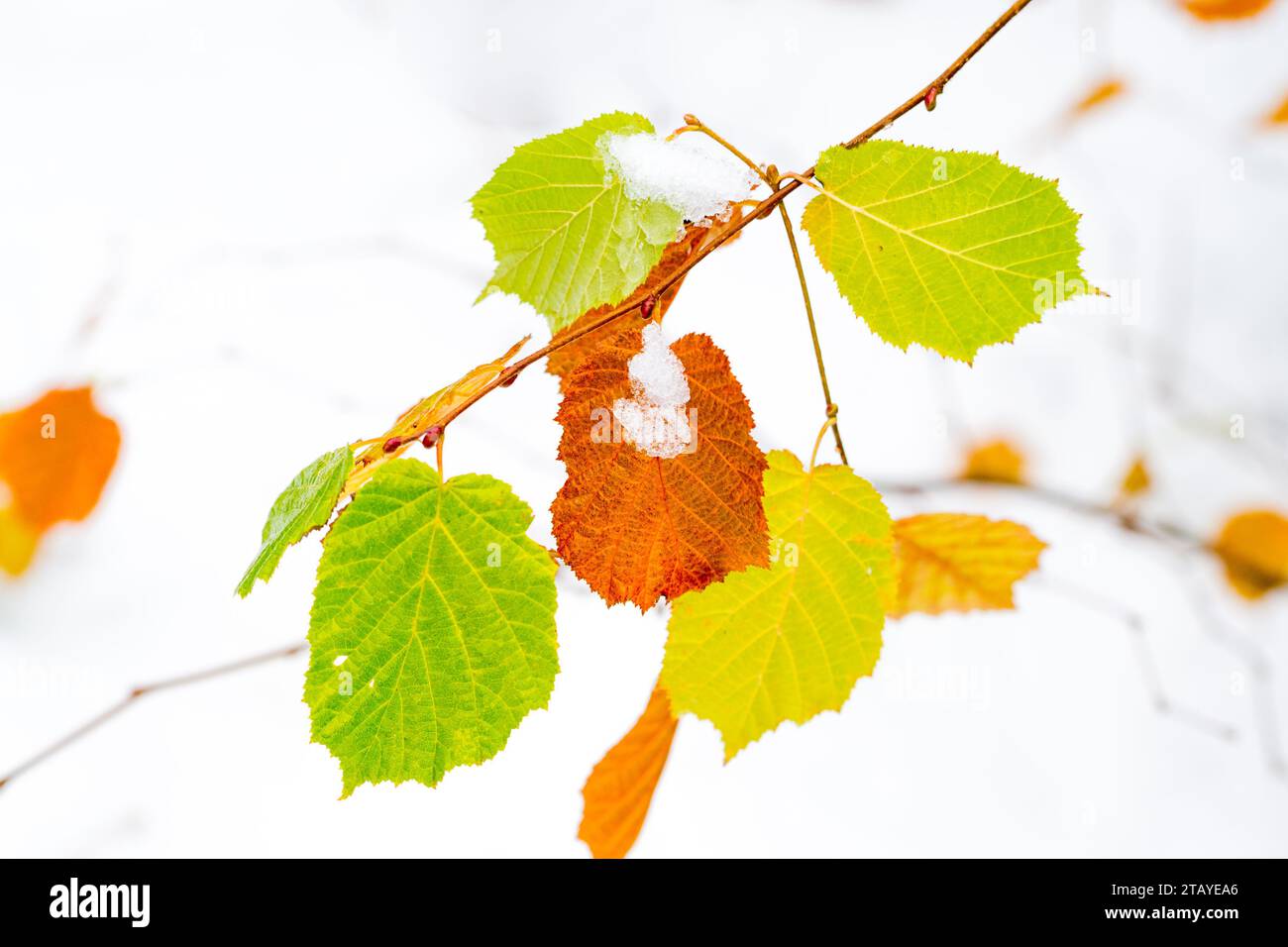 Hazel tree uk winter hi-res stock photography and images - Alamy