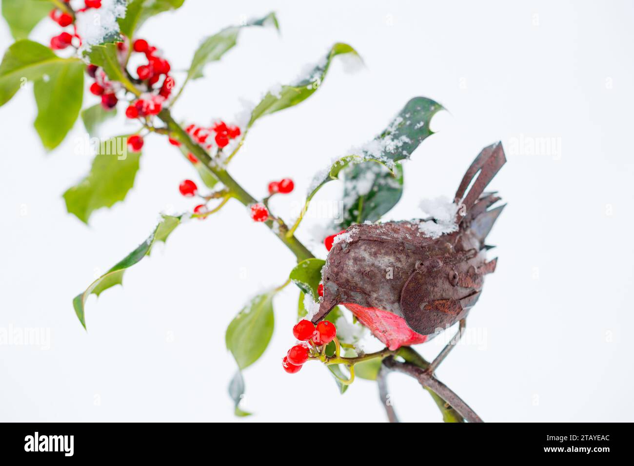 Red robin with holly berries hi-res stock photography and images - Alamy
