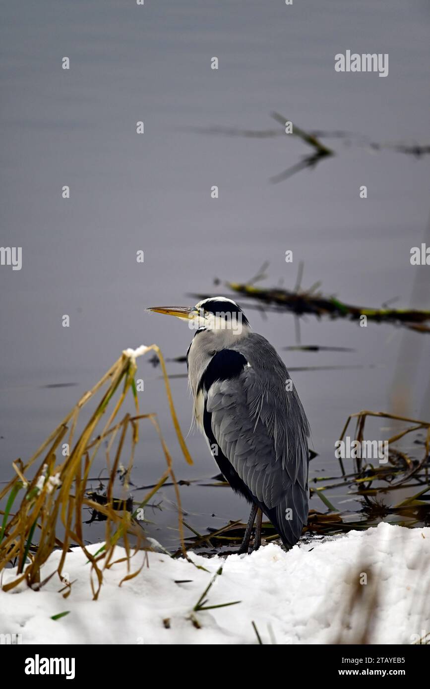 Grey herons hunting scotland hi-res stock photography and images - Alamy