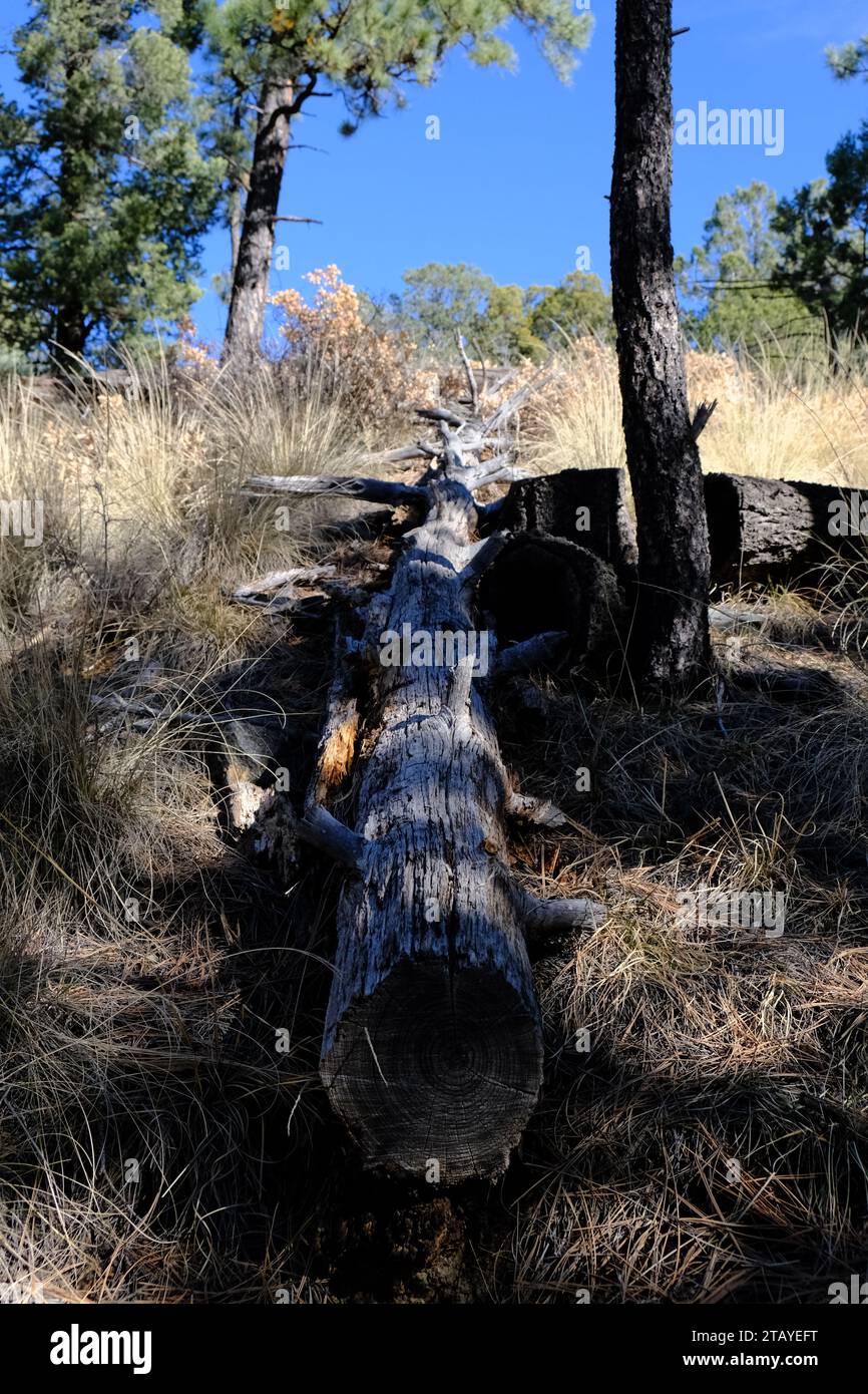 This is from a series of photos that I shot at the Grindstone Lake Loop ...