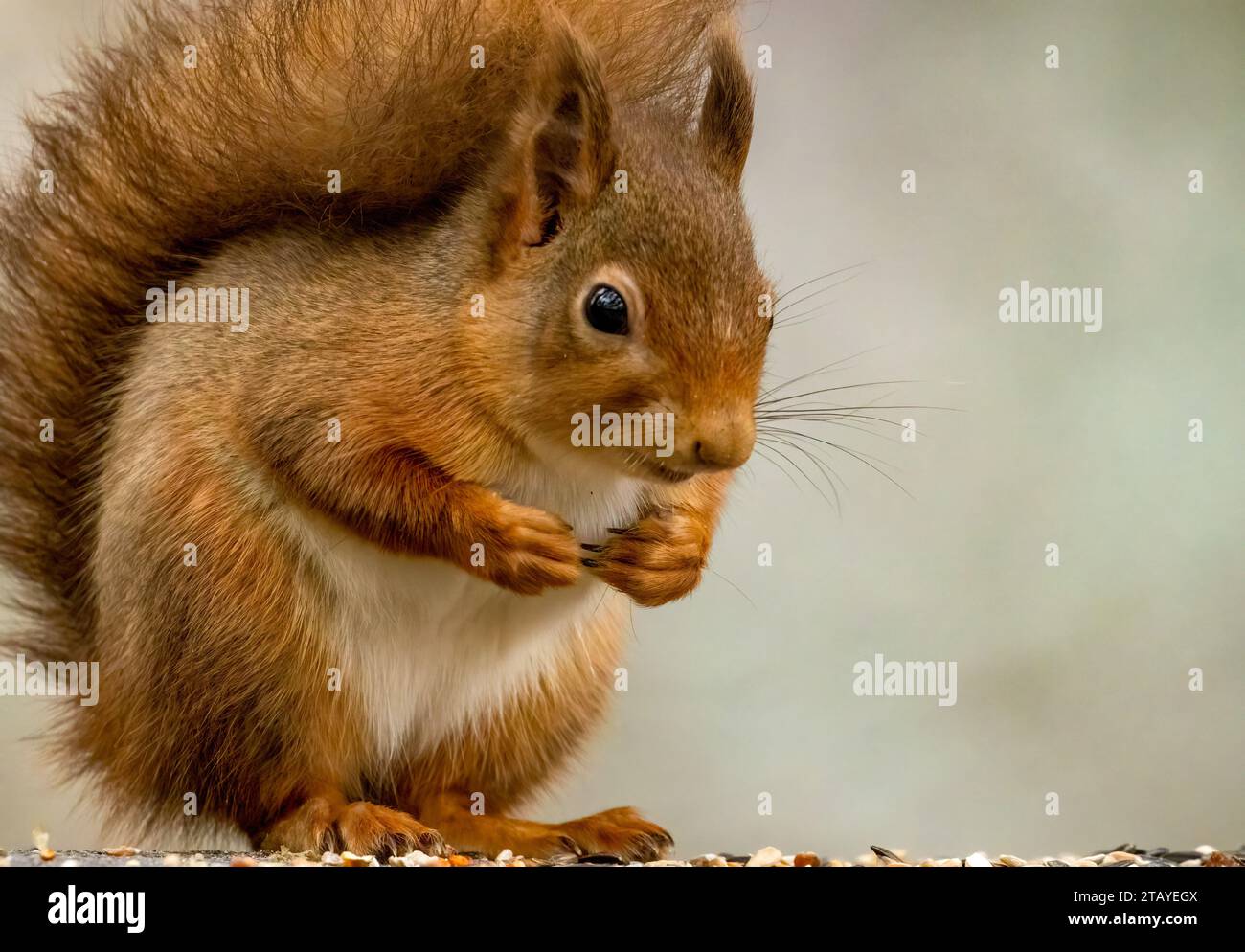 Close up portrait of a cute little scottish red squirrel in the ...