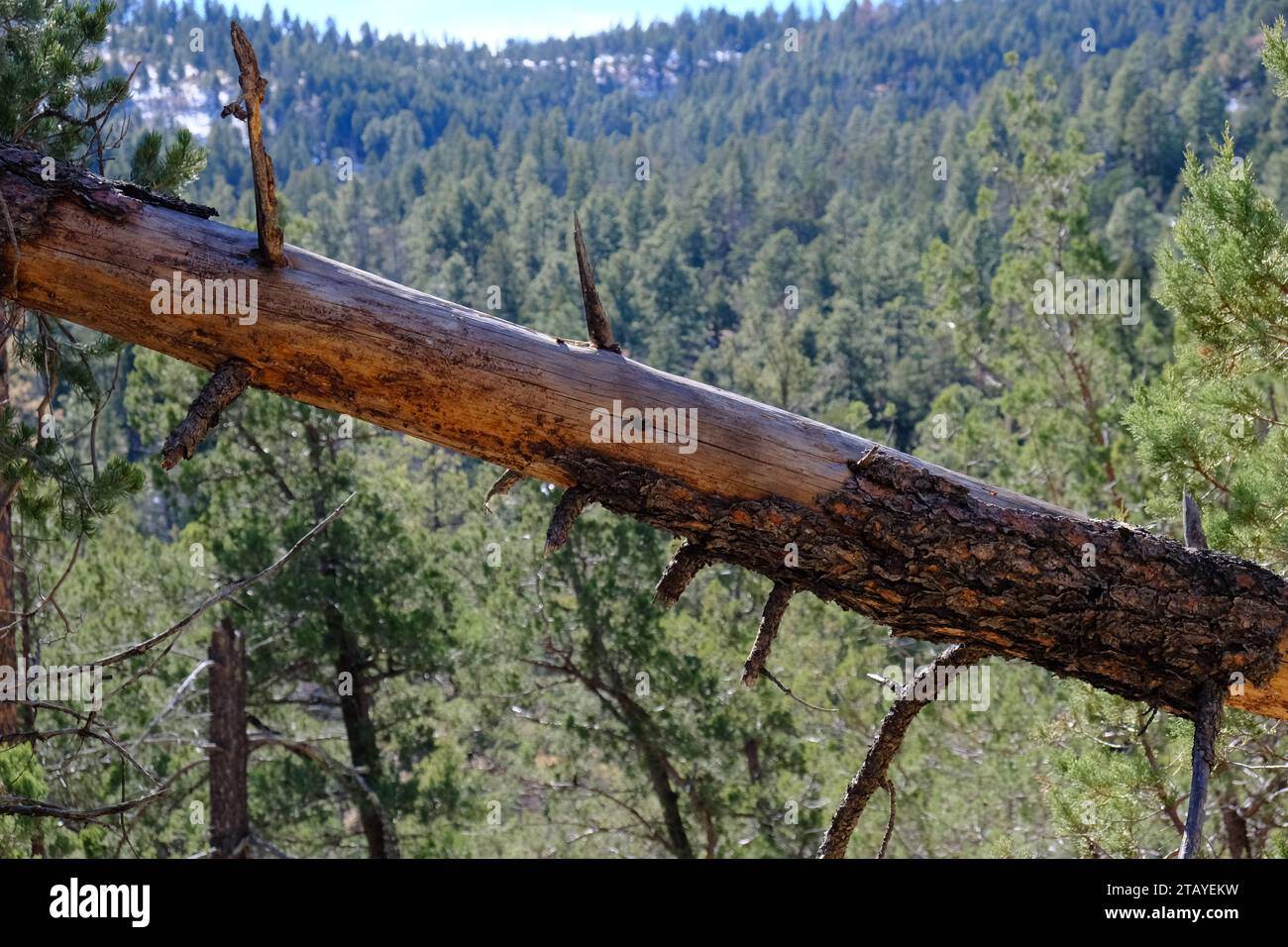 This is from a series of photos that I shot at the Grindstone Lake Loop ...