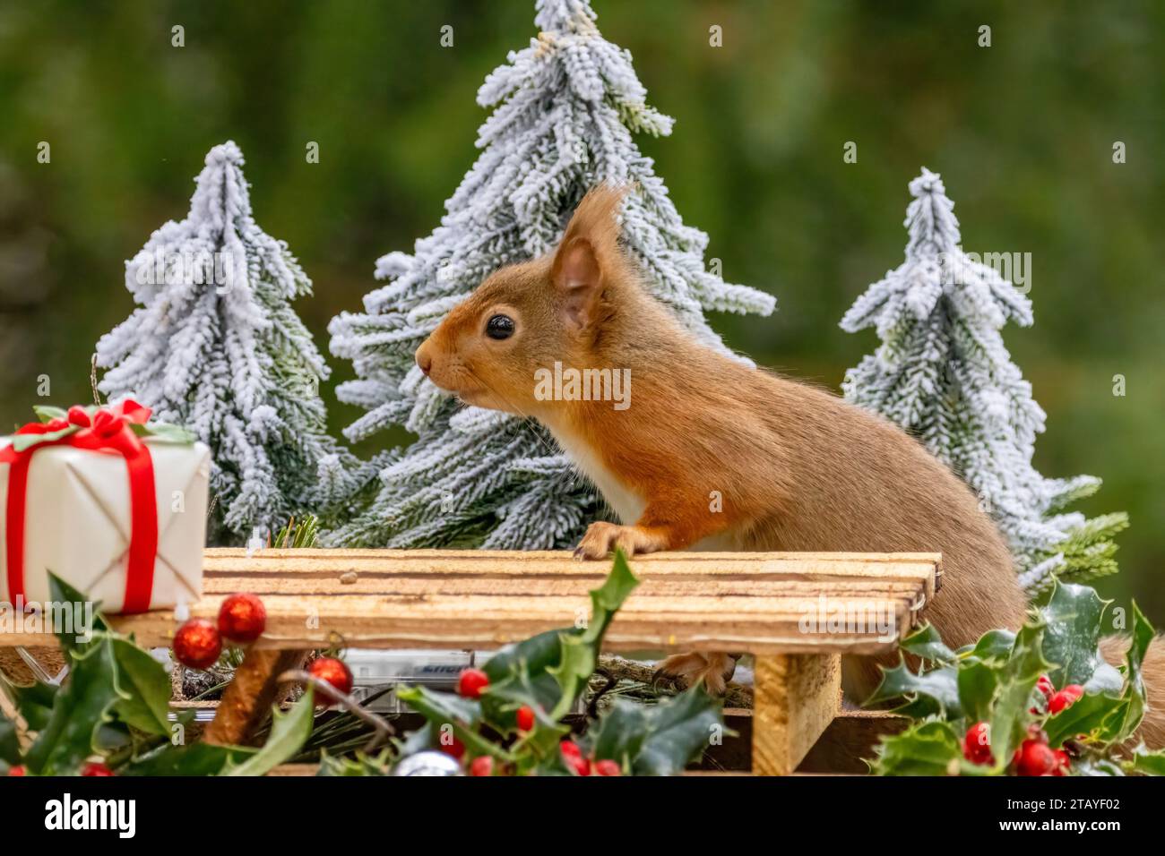 Curious little scottish red squirrel in the woodland in Christmas scene ...