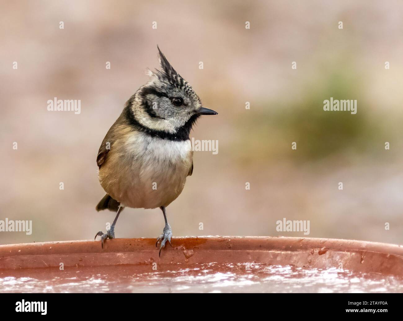 Very rare scottish highland bird, the crested tit on the side of a ...