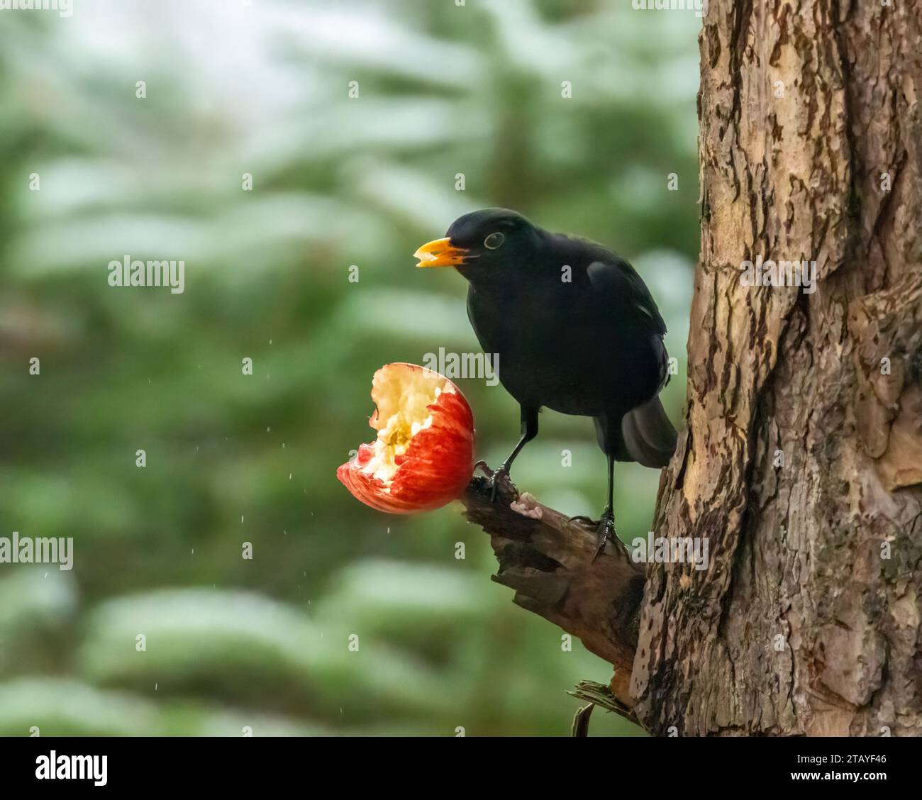 Blackbird eating an apple on the branch of a tree in the forest Stock ...