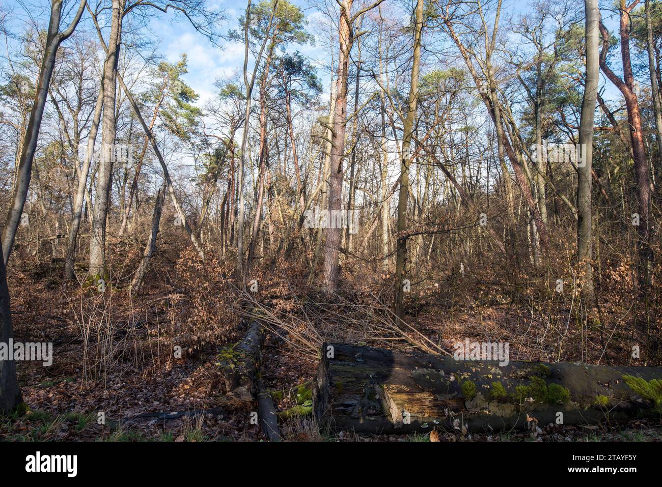 lake and forest Bogensee, Germany BRD, Brandenburg - Bogensee bei ...