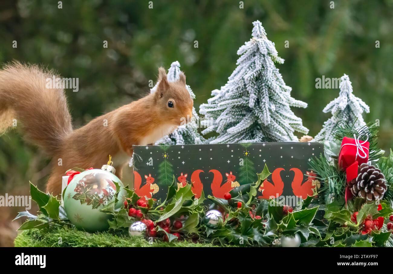 Curious little scottish red squirrel in Christmas scene with gift box ...