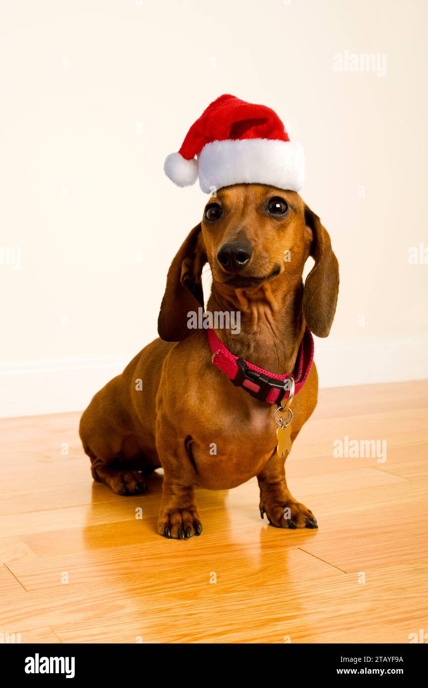 A short haired Dachshund wearing a Santa hat Stock Photo - Alamy