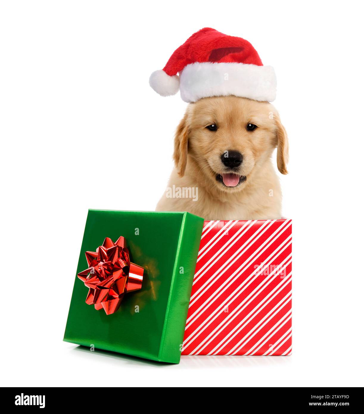 A seven week old Golden Retriever puppy in a Christmas Gift box ...