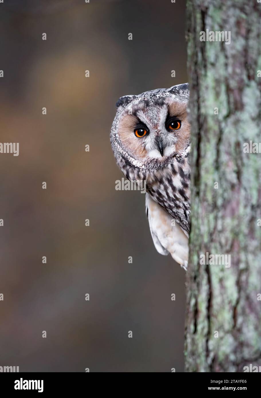 Peeping from behind tree hi-res stock photography and images - Alamy