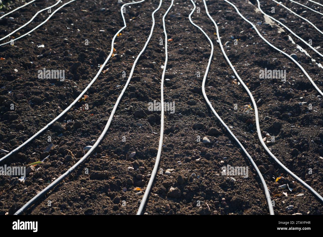 A field prepared for planting new olive trees or a vineyard, overhead ...