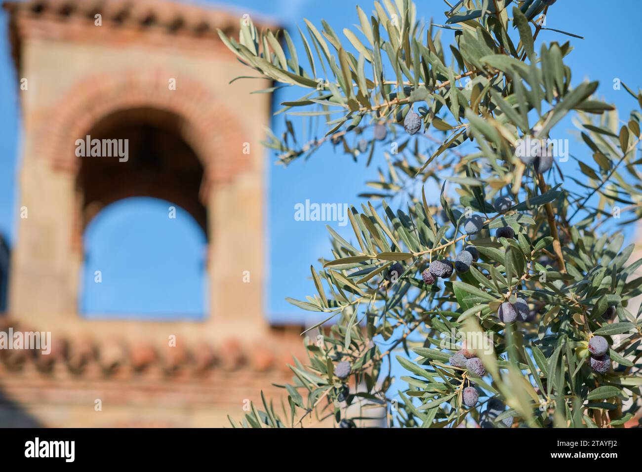 Young olive tree against the background of an old building, growing ...